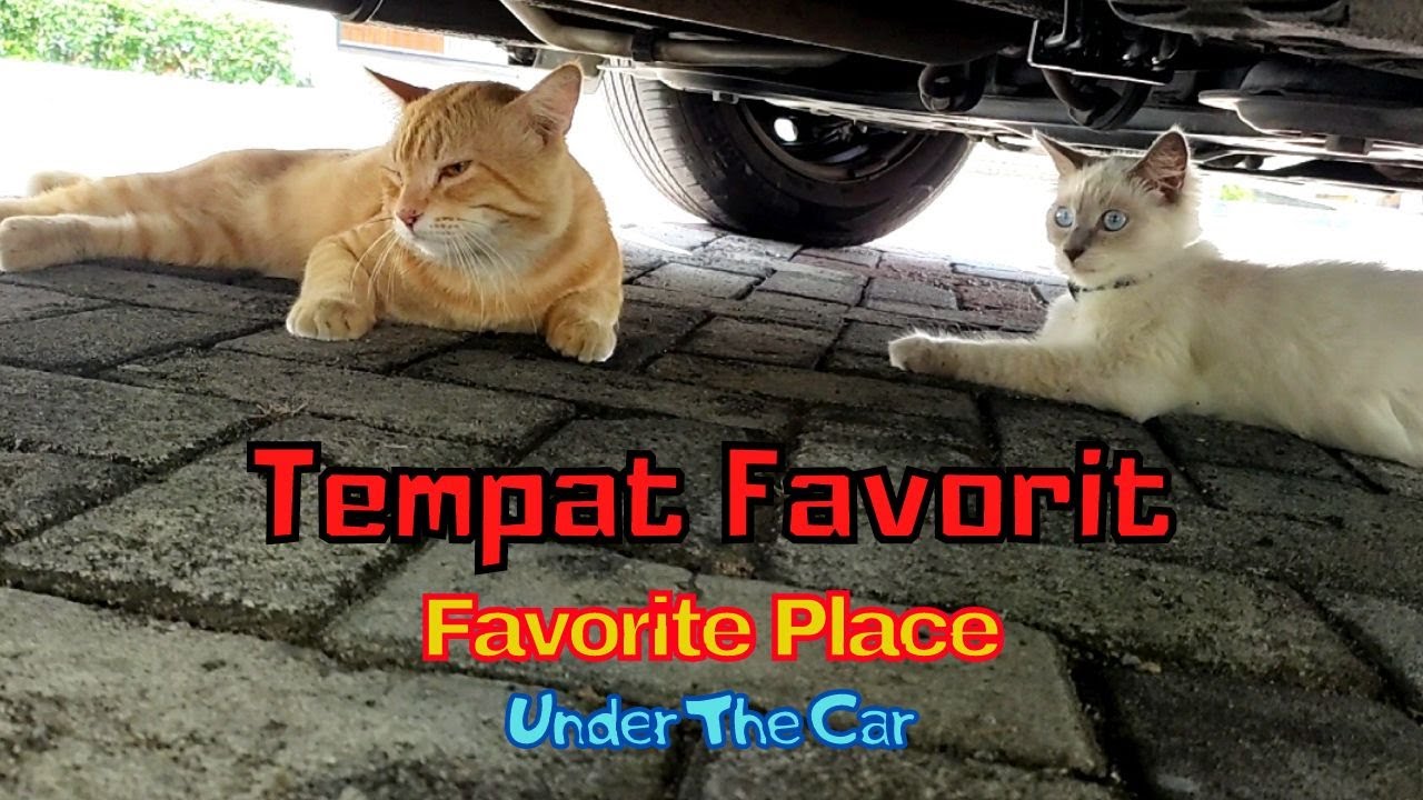 Sangat Imut! 4 kucing berbincang di bawah mobil - YouTube