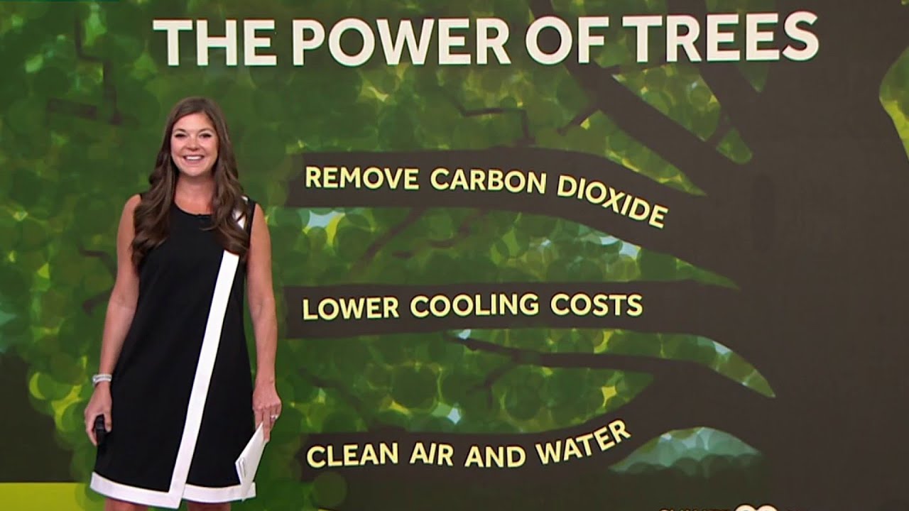 Power of Trees: How green spaces support healthy, equitable cities ...