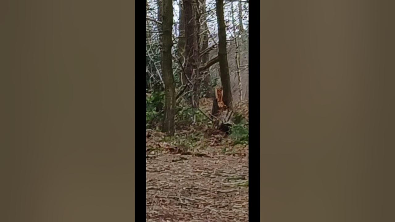 CAUGHT IN CANNOCK CHASE - YouTube