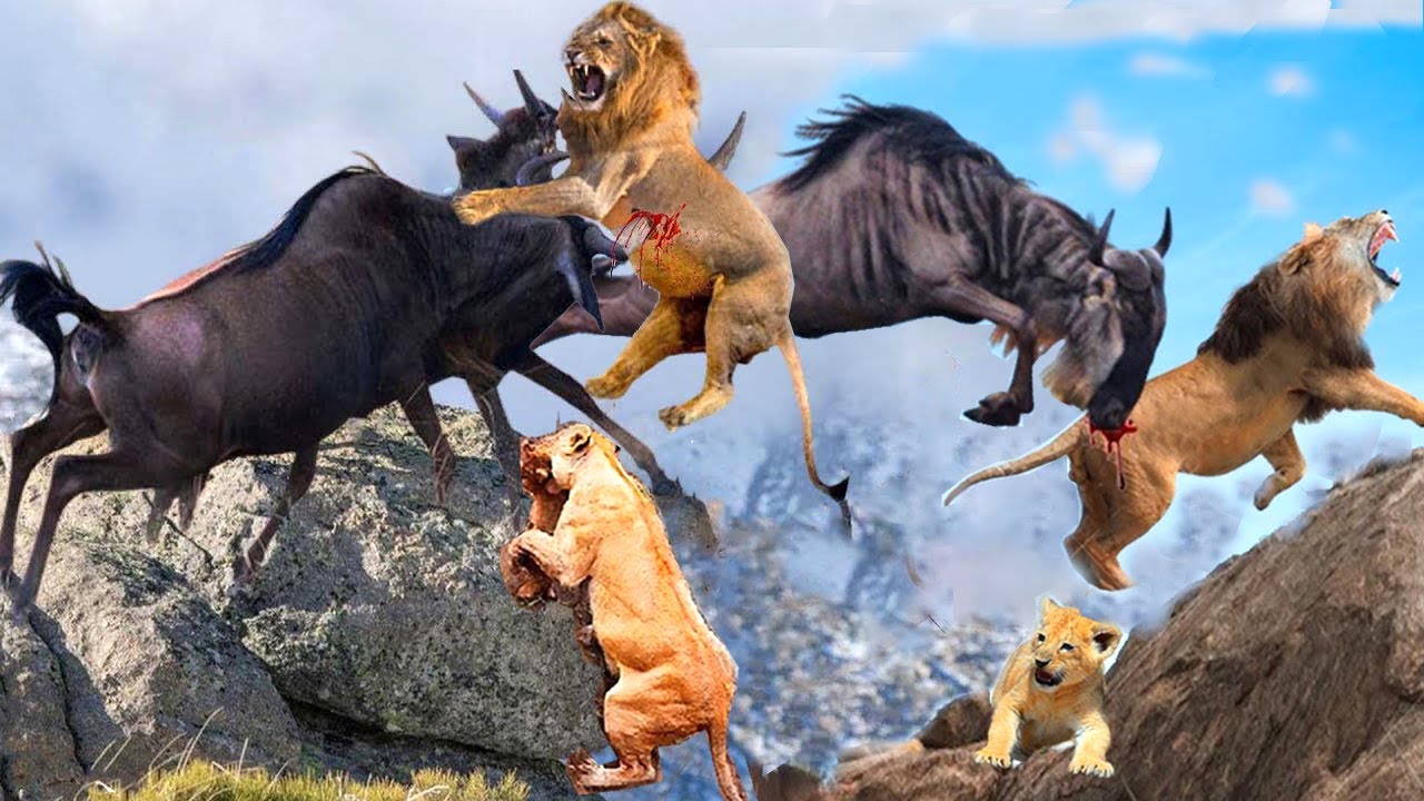High Battle! The Wildebeest Uses Its Terrifying Power To Knock The Lion ...