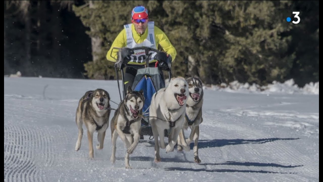 Chien de traîneau : dans les traces du musher Pierre Chappe, multiple ...