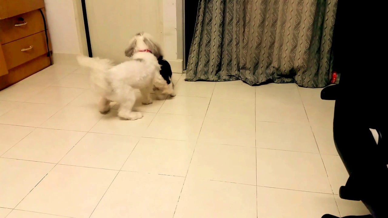 Cute Puppies Playing , Funny Dog Videos - YouTube