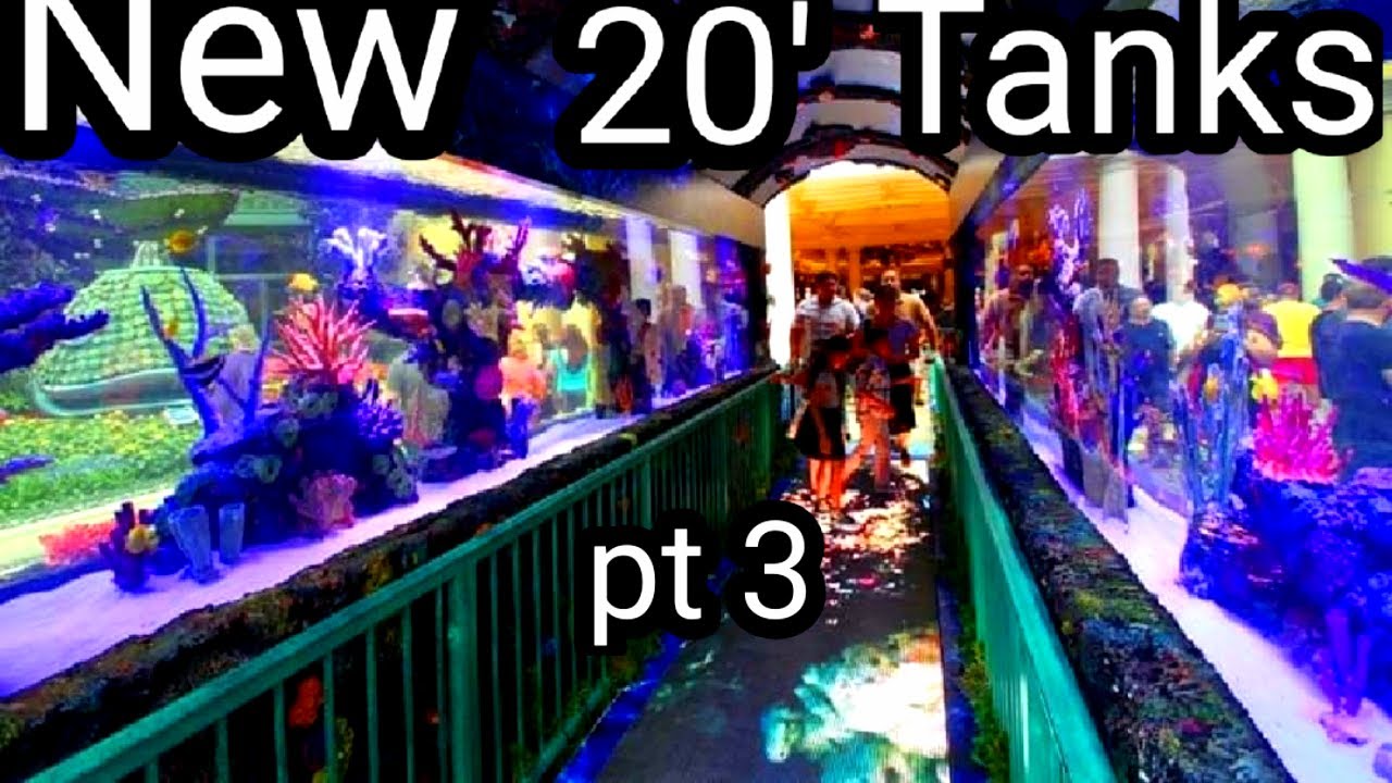 Bellagio / Tanked tanks - pt 3 arrival at the Ohio Fish Rescue, they ...