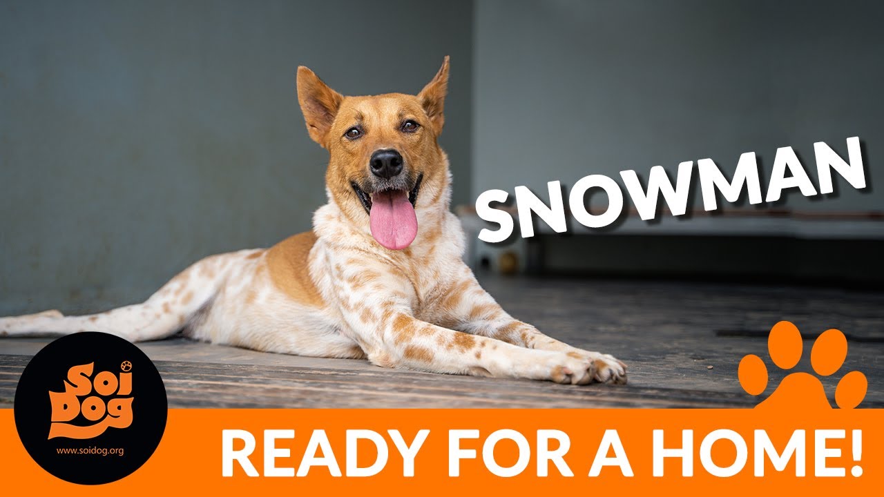 Introducing the abominable – sorry, we mean the ADORABLE – Snowman ...