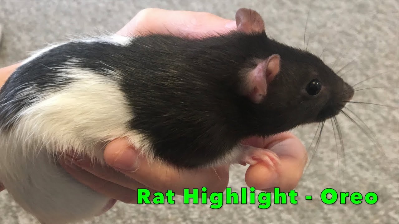 Rat Highlight - Oreo - YouTube