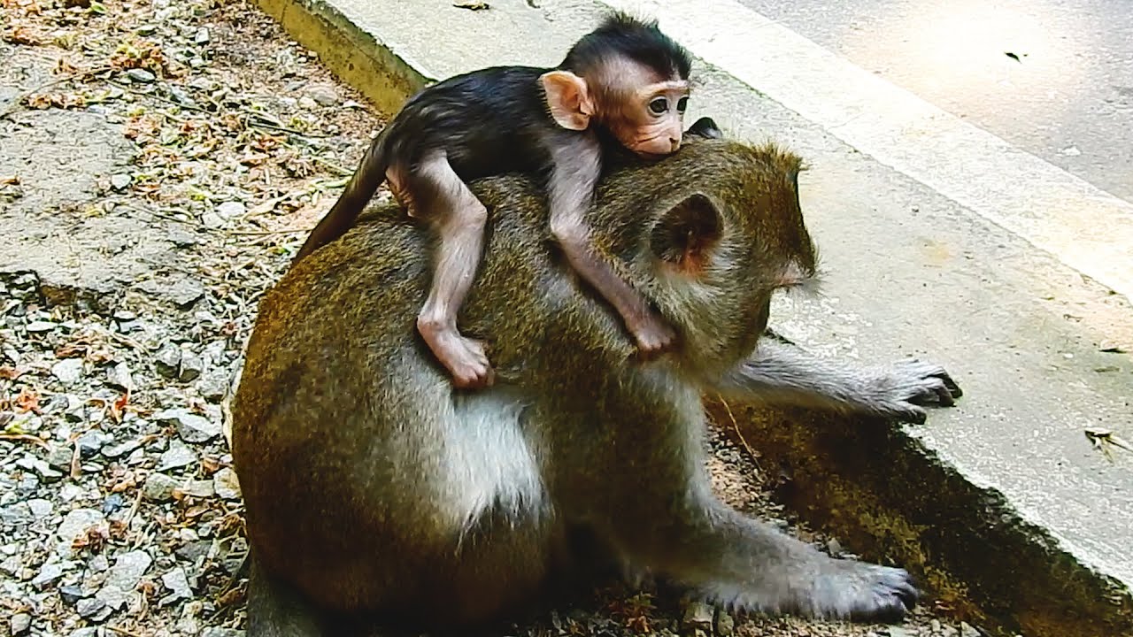 O.M.G!! Monkey Anna teaches the newborn, She's always consistent in ...