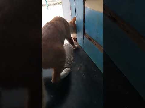 kucing nolongin tokek lg kejepit di pintu