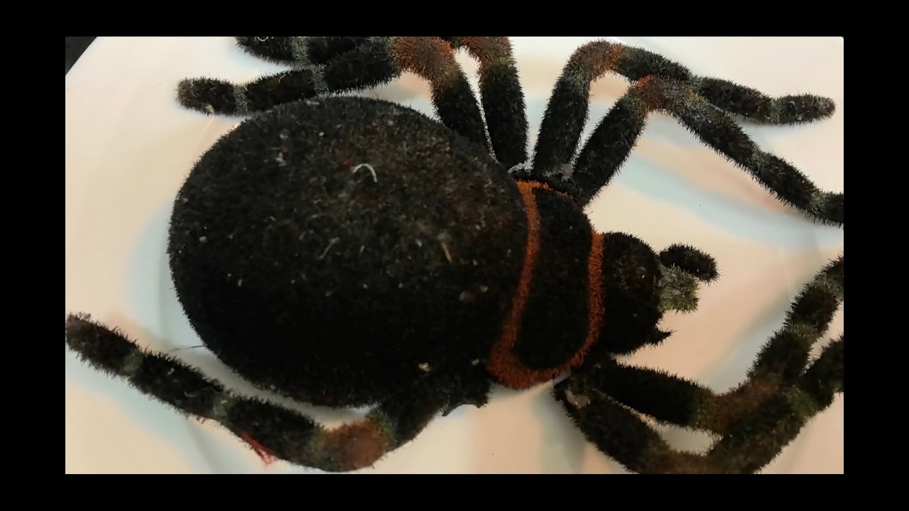 Most realistic spider | Drag the spider to watch red eyes | Spider ...