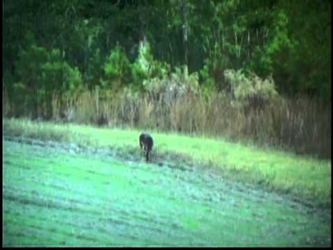 First Buck Kill In South Carolina Lowcountry - YouTube