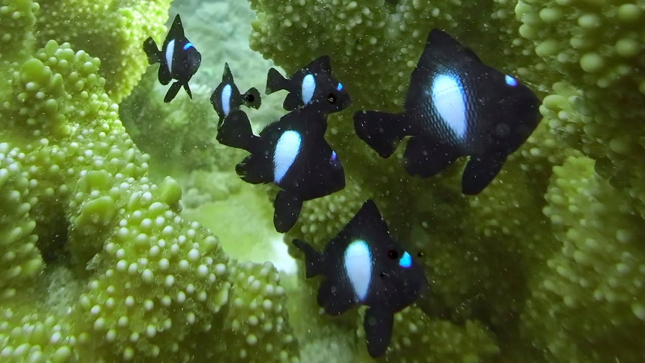 Adorable Hawaiian Damsel Fish at Hanini Beach Kauai - YouTube