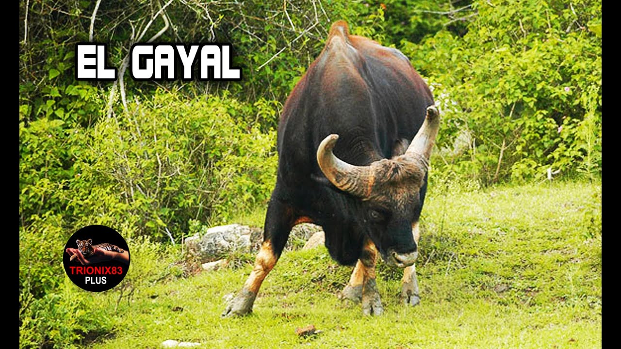 Los toros mas salvajes del mundo – Toros salvajes – Toro Gigante ...