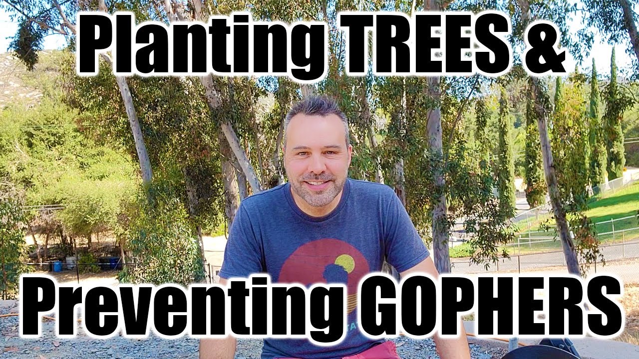 Planting Trees and Preventing Gophers - YouTube