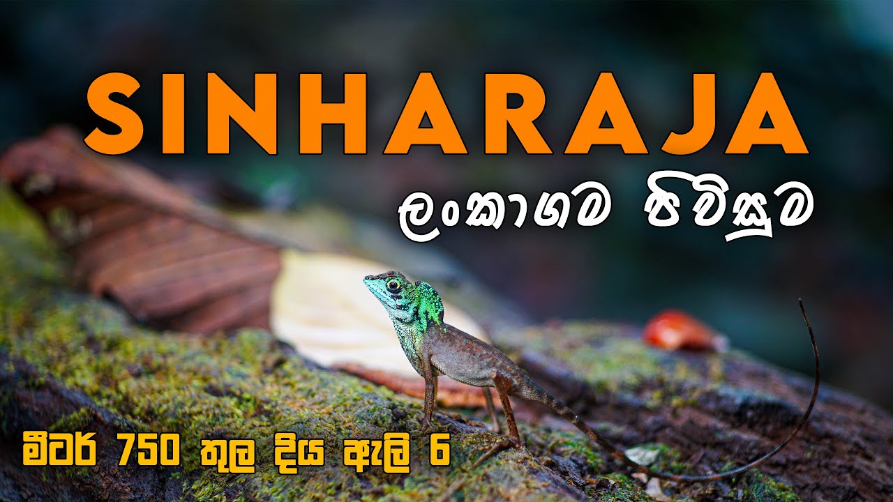 සිංහරාජ ලංකාගම පිවිසුම - Sinharaja Rainforest, Lankagama Entrance - YouTube