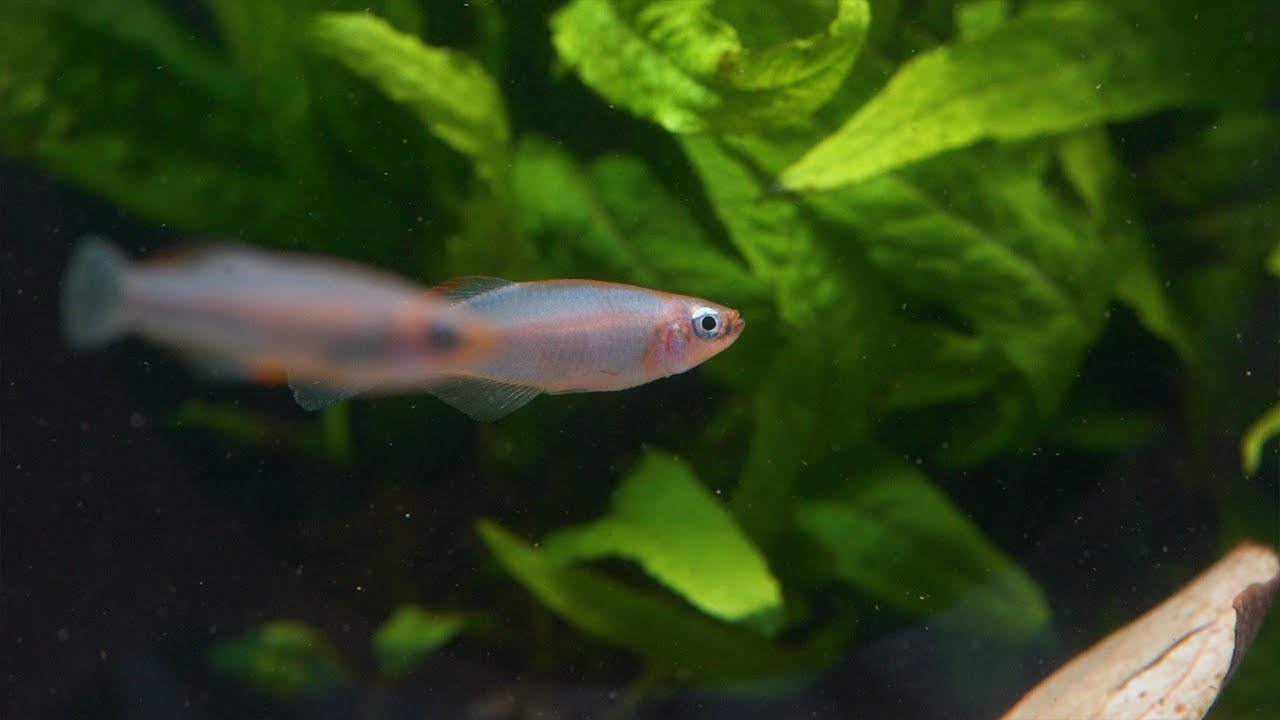 Les Banda Leuchtauge - Plataplochilus spec. Les Bandas - YouTube