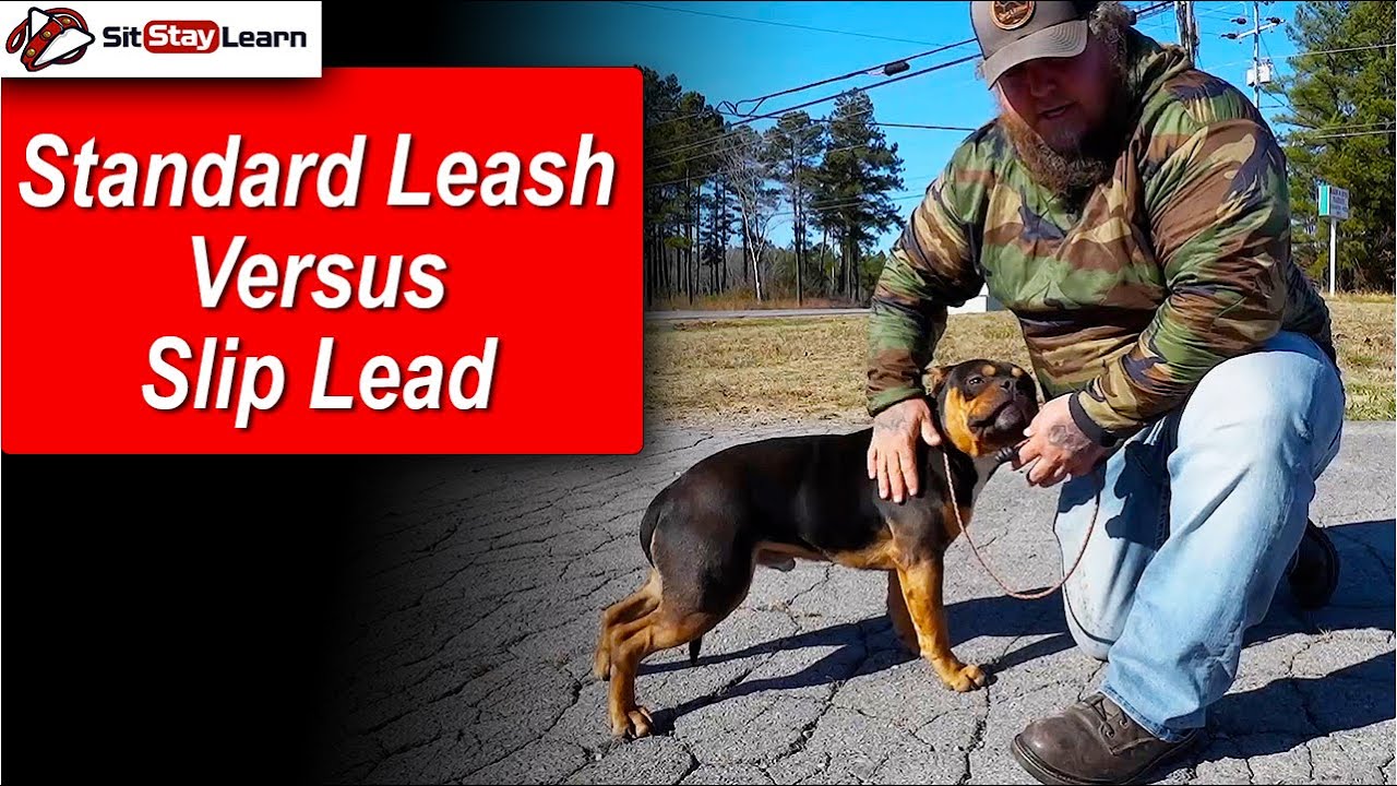 Standard Dog Lead VS Slip Lead - YouTube