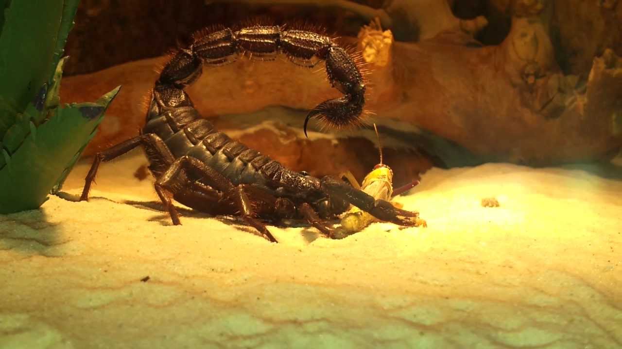 Parabuthus villosus "black morph" - feeding - YouTube