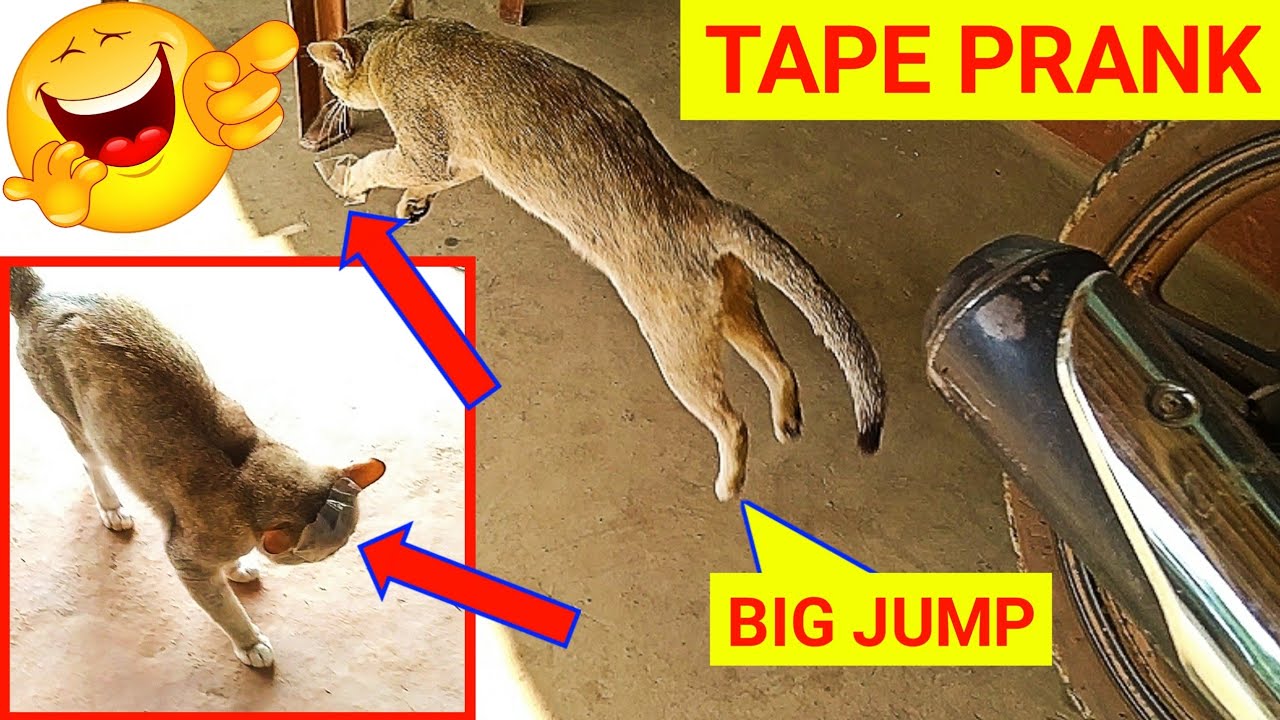 Tape Prank on Cat Hilarious Reaction Very funny cat prank video. # ...