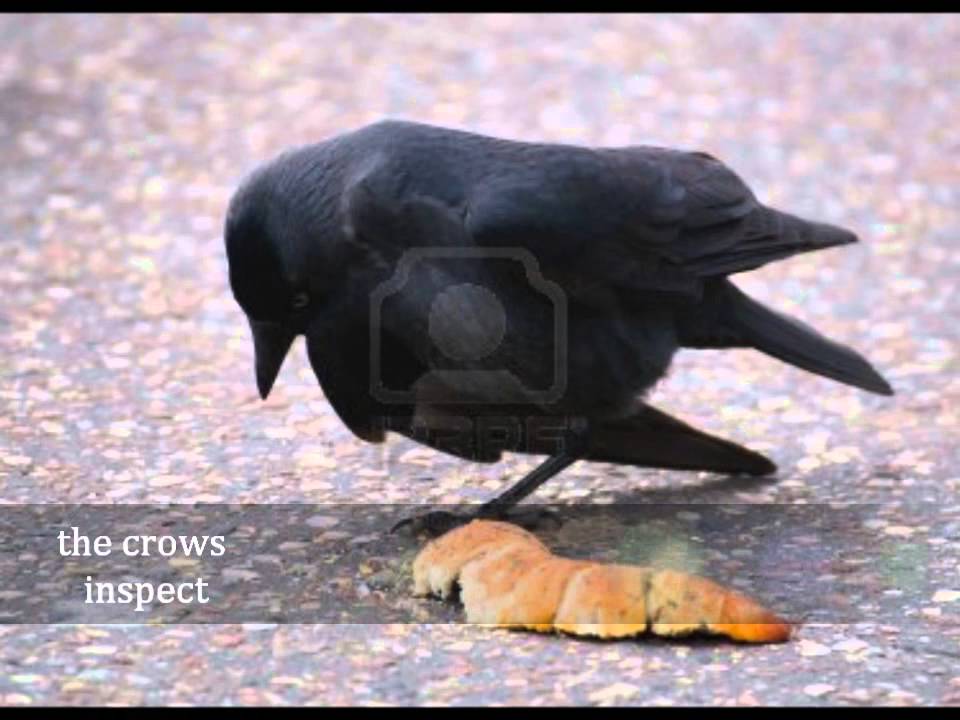 Fame is a Fickle Food - YouTube