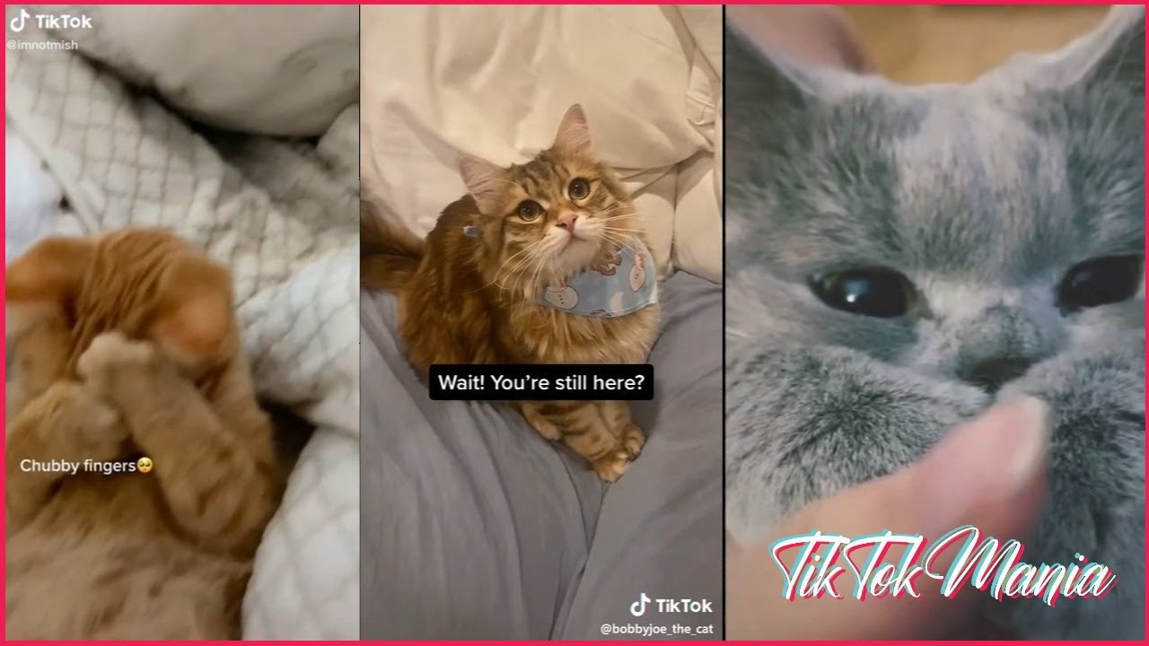 Funny cats - TikTok Compilation March 2020 - YouTube