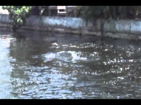 Jack Fish (Crevalle) feeding frenzy - Ned's Fishing Channel - YouTube