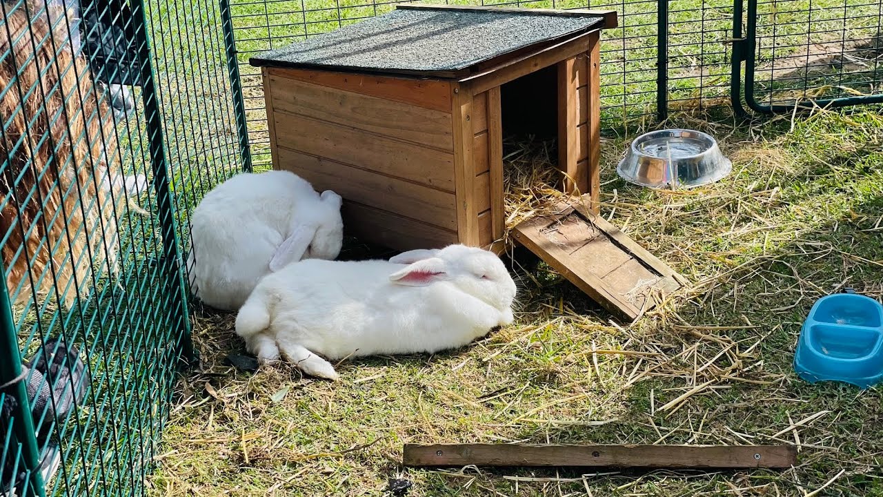 2 little Bunny, Ambury Farm New Zealand - YouTube