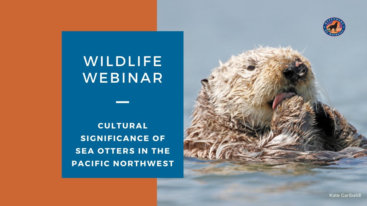 Webinar - The Cultural Significance of Sea Otters in the Pacific ...