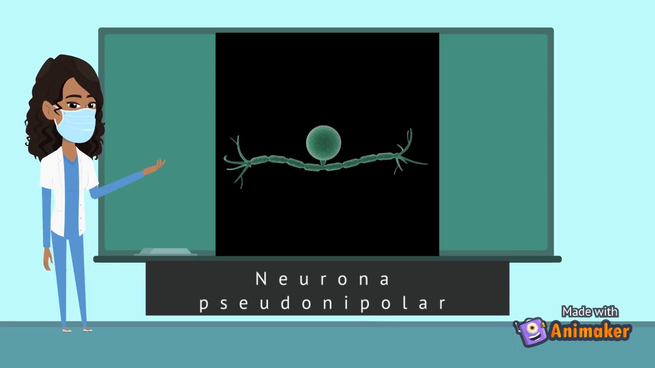 NEURONAS UNIPOLARES - YouTube