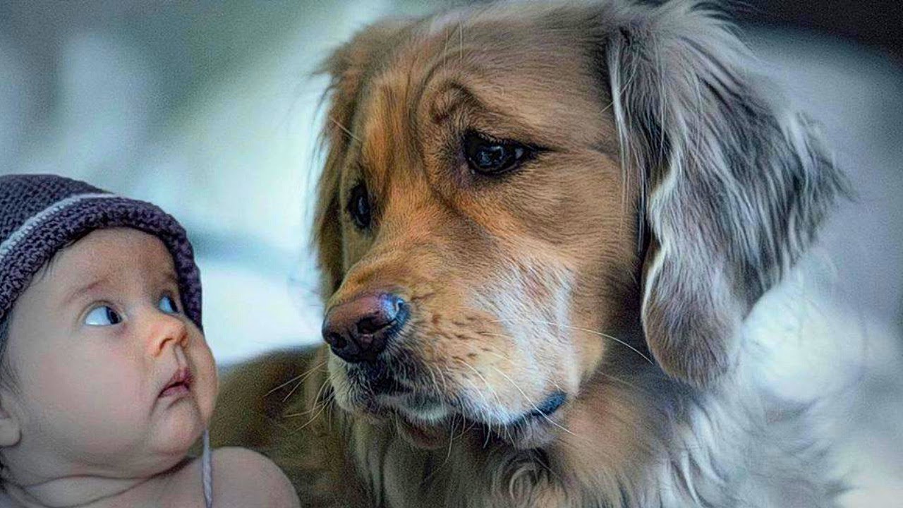 Dogs and Babies Playing Together Compilation - YouTube