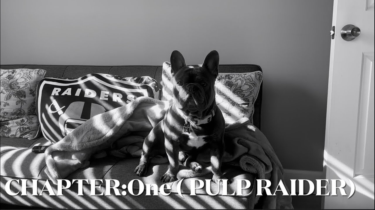 The Ultimate Couch Potato: Raider Edition 🐶 - YouTube