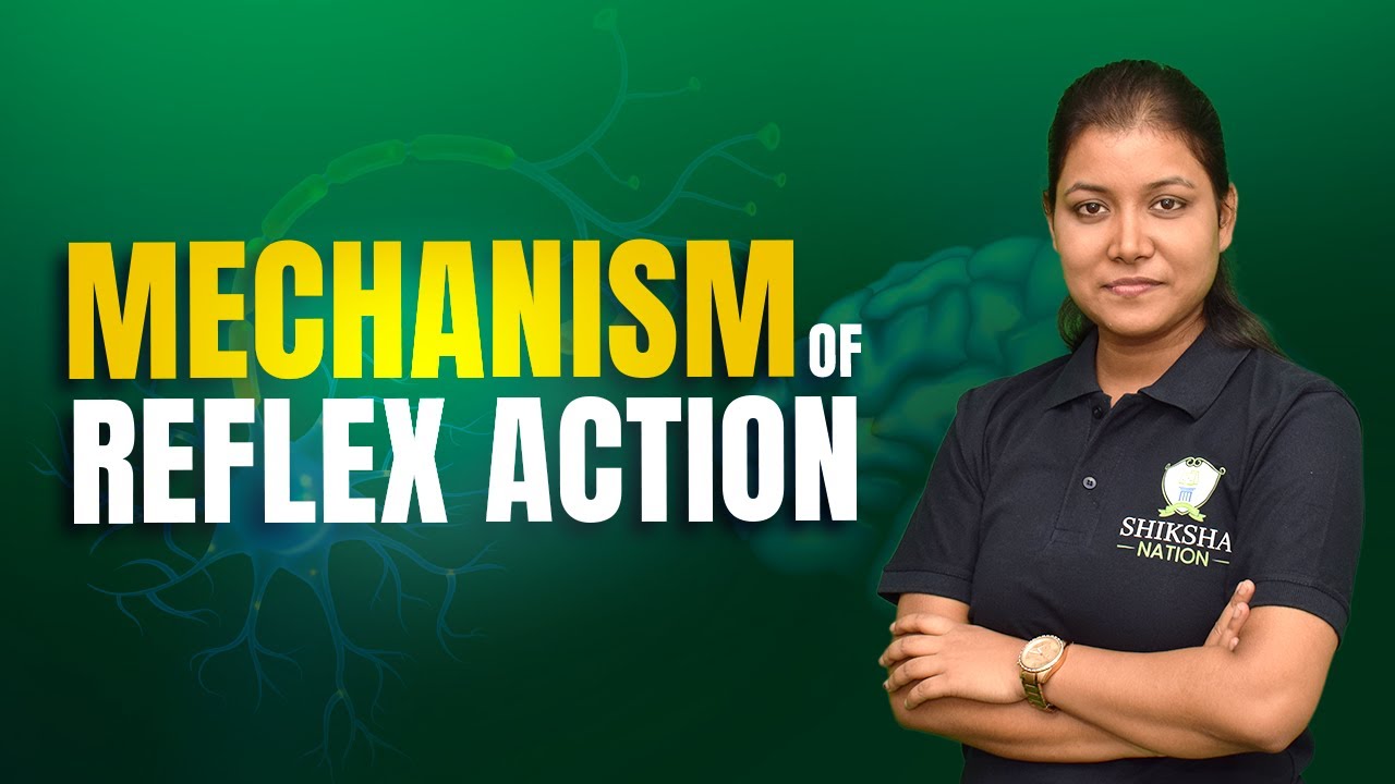 “Reflex Action Explained | Mechanism of Reflex Action By Varsha Ma'am ...