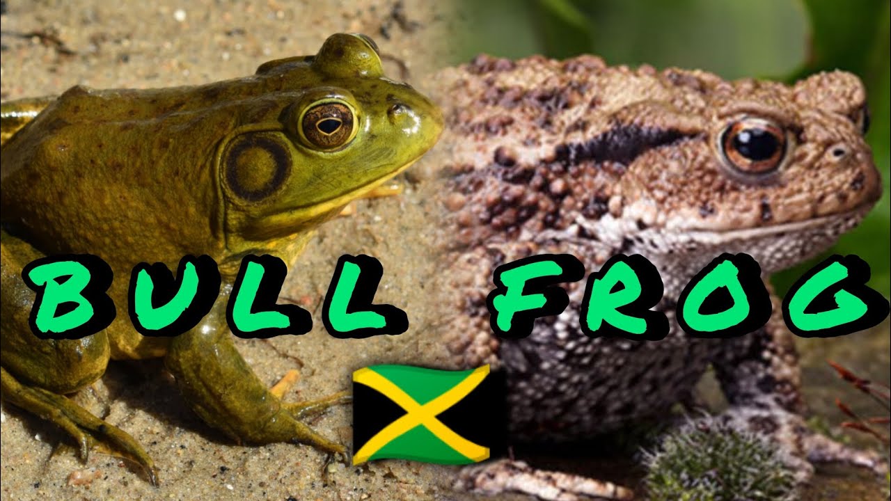 Many Jamaican Don't know The Different between A (Frog & Toad) They ...