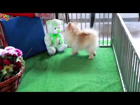 Sevimli Pomeranian elit yavrumuz