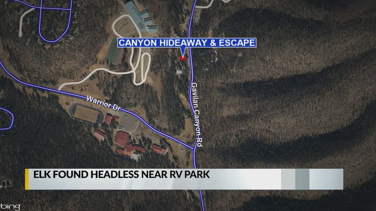 Game and Fish asking for information in Ruidoso elk poaching - YouTube