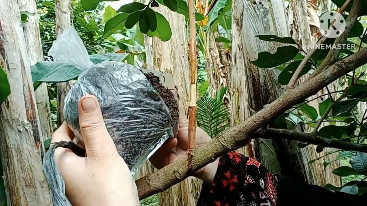 Cara mencangkok kelengkeng cepat tumbuh akar @InspirasiChannel - YouTube