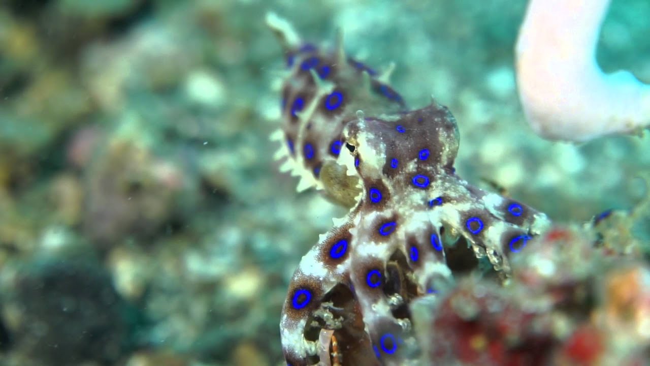 Blue Ring Octopuses Hunting - YouTube