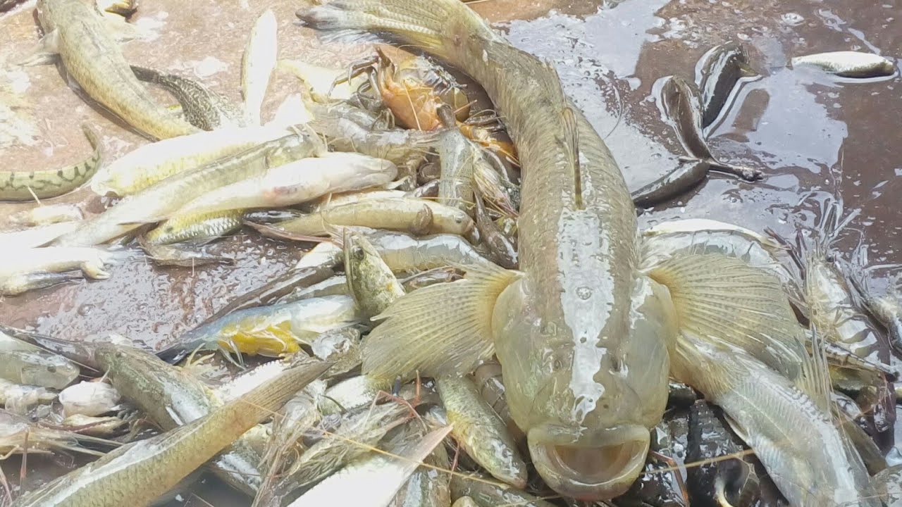 ঢালতে না ঢালতে পদ্ম নদীর মাছ গুলো নিলামে বিক্রি হয়ে গেল। Tha amazing ...