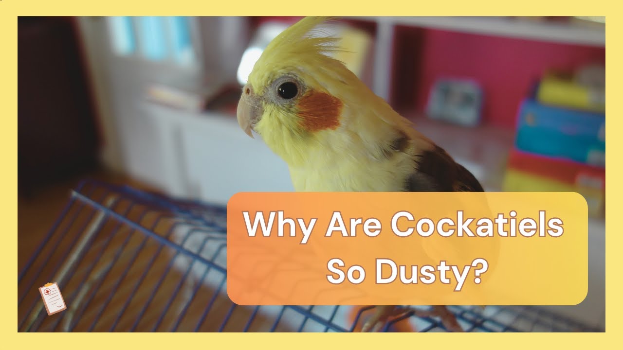 Why Are Cockatiels So Dusty | Dr Cockatiel 🦜 - YouTube