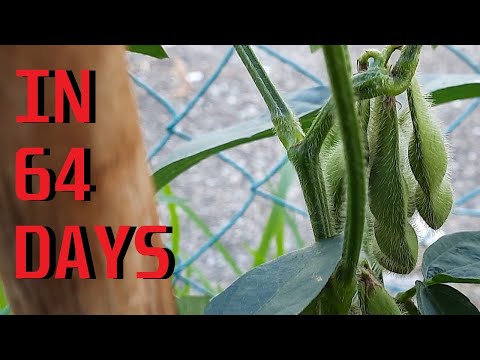Growing Edamame in containers - YouTube