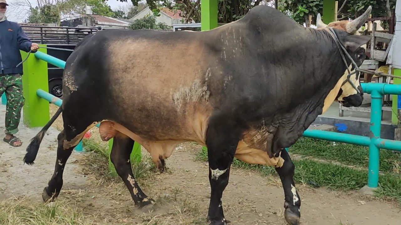 SAPI UNIK MUNCUL DI PASAR JURAGAN GK BERANI MENDEKAT‼️ - YouTube