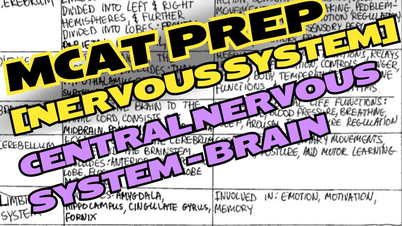 [MCAT] NERVOUS SYSTEM - Central Nervous System Organization of the ...