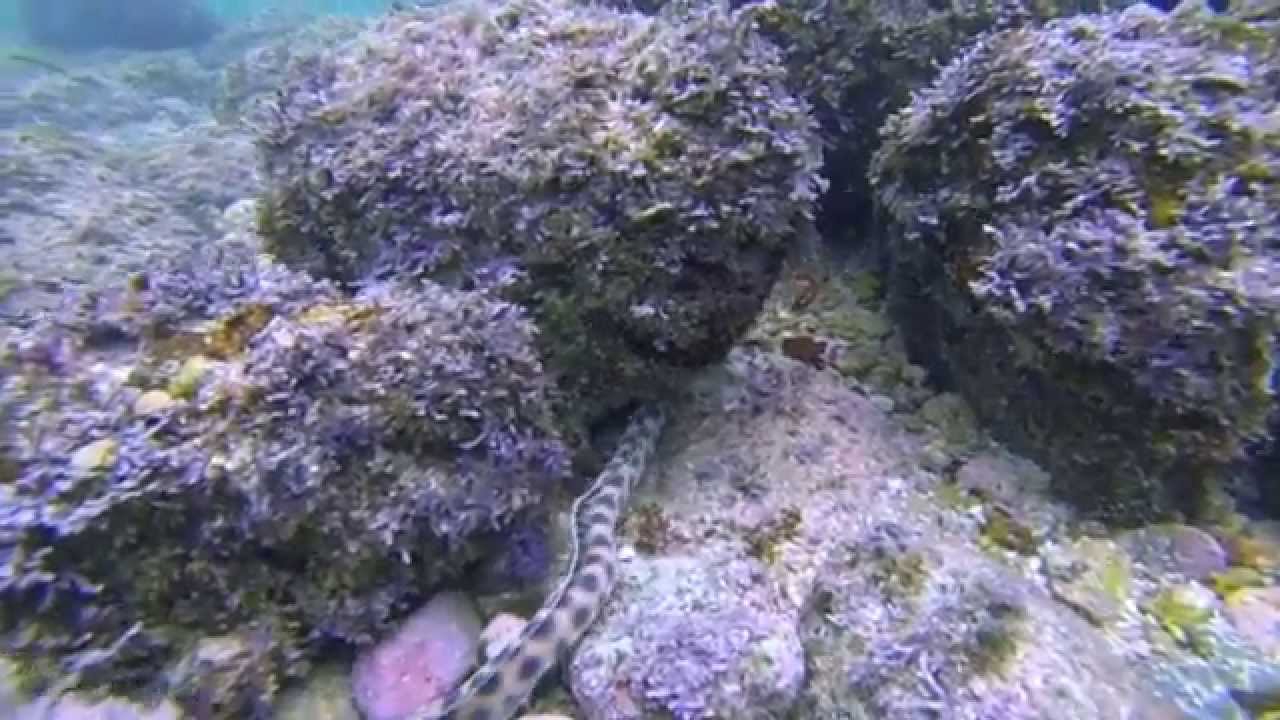 Sea Life con Mawik en Bahía de Banderas - YouTube