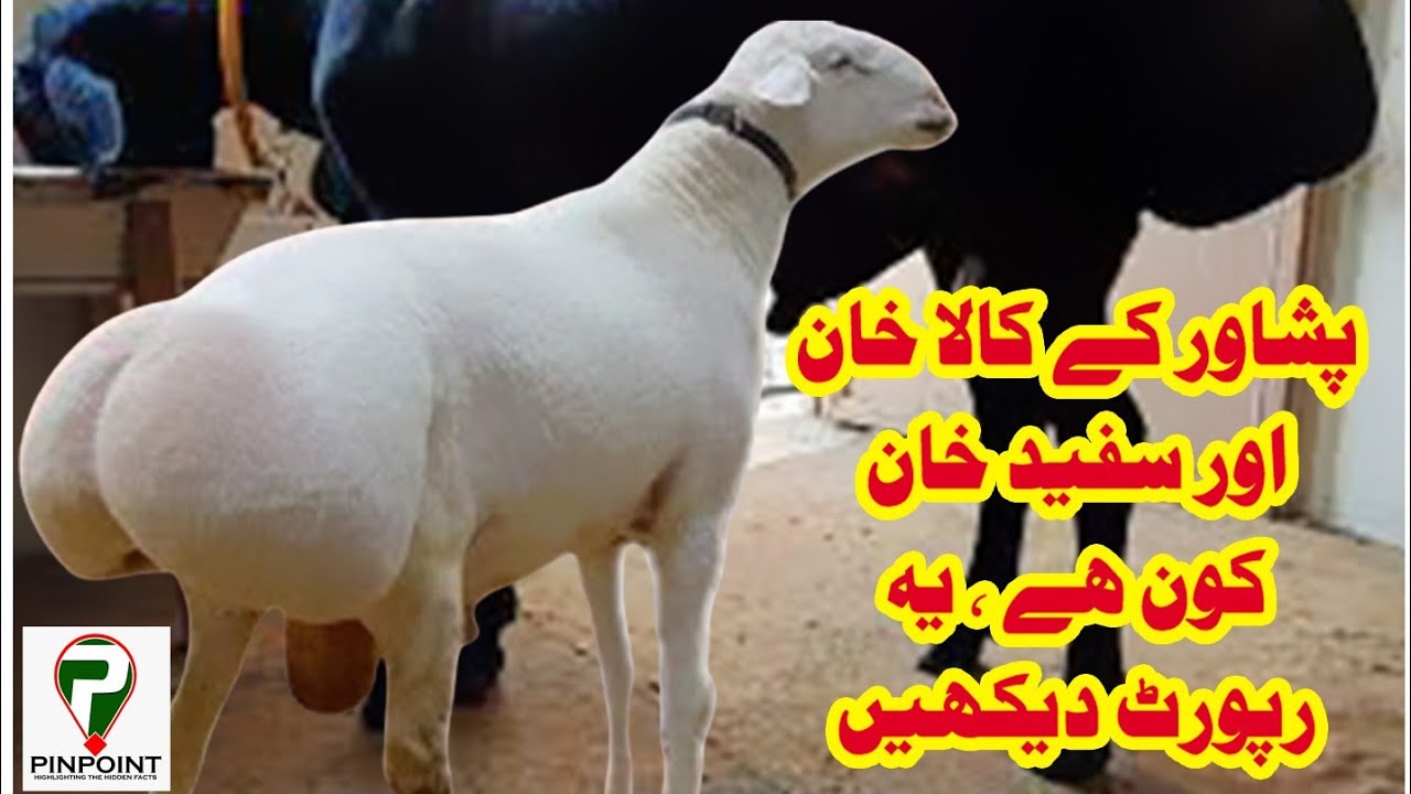 Amazing dumba | dumboo ko safaed khan aur kala khan kiuo kahtay hy ...