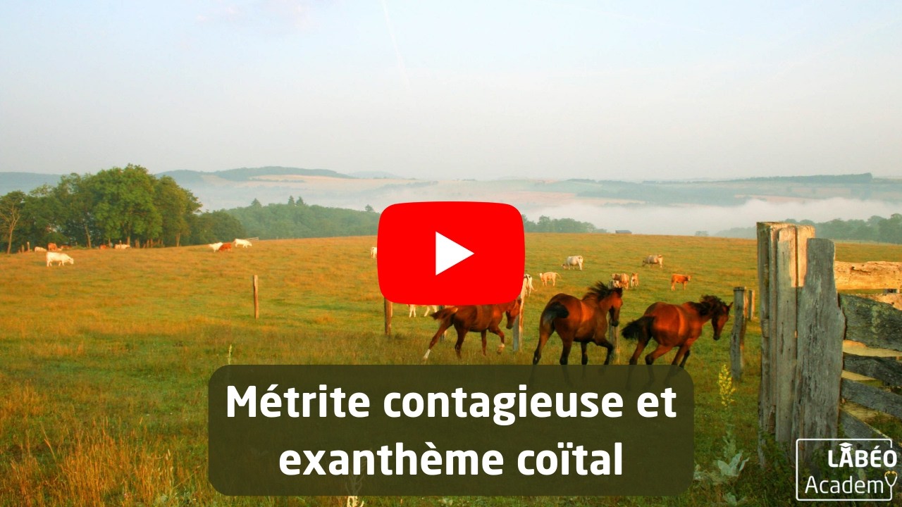 LABÉO Academy : Métrite contagieuse et exanthème coïtal - YouTube