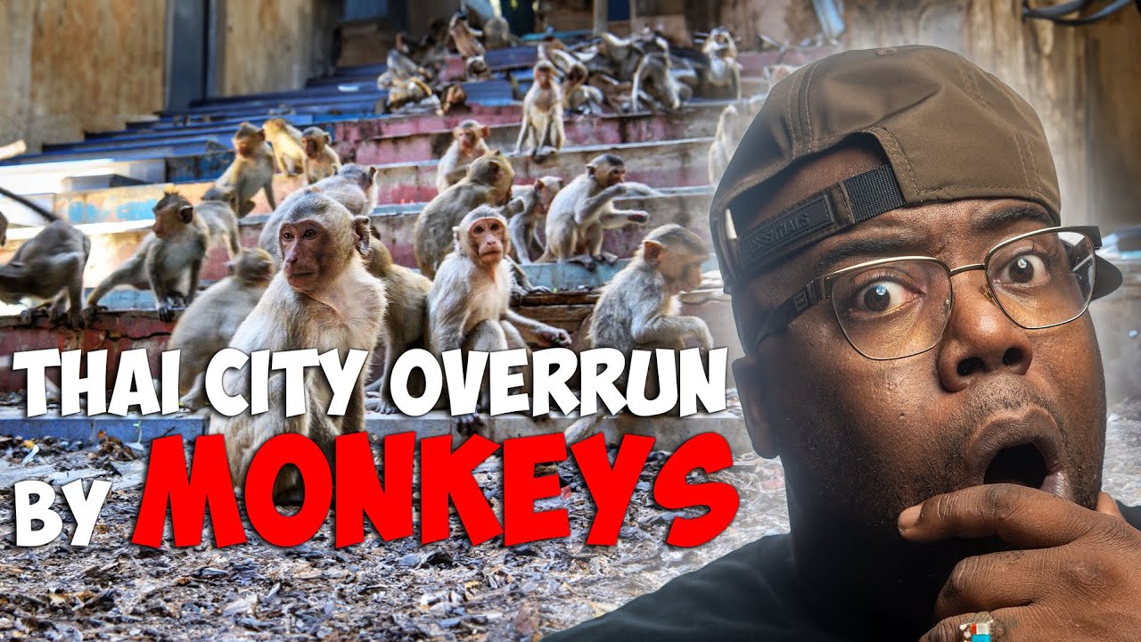 Monkey Swarm Takes Over City - YouTube