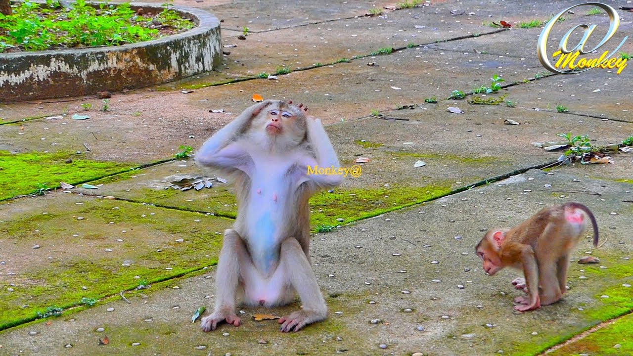 How can help you? Little Monkey SARO is very worried about Mony. - YouTube