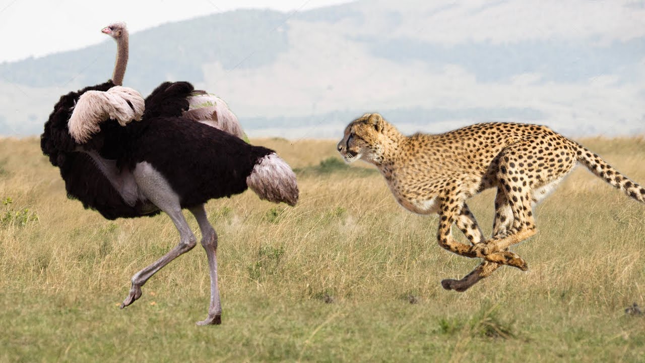 Cheetah tries to prey on ostrich and it goes bad - YouTube