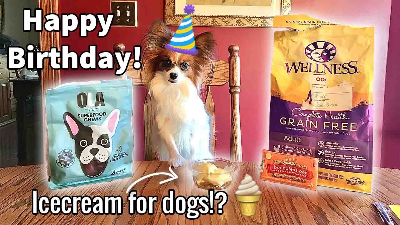 My Dog Picks out His Birthday Gift + Dog Ice Cream!? //Percy the ...