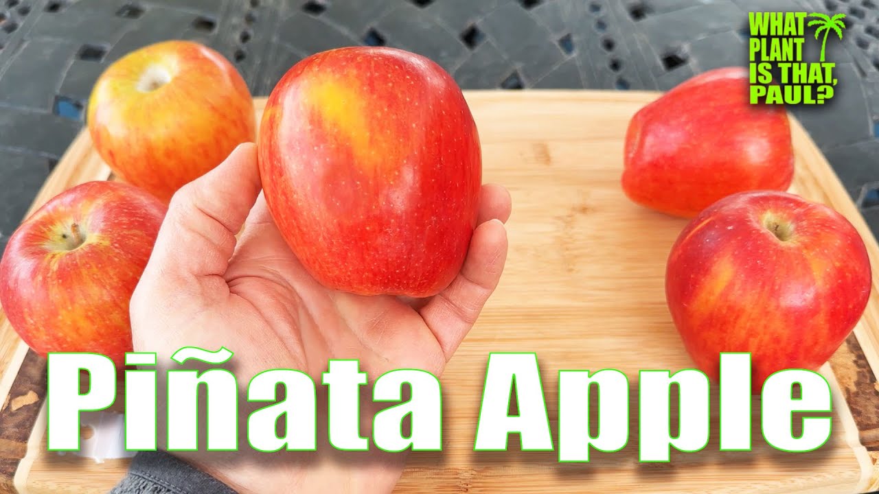 Piñata Apple TASTE and REVIEW / Balanced sweet and tart taste and long ...