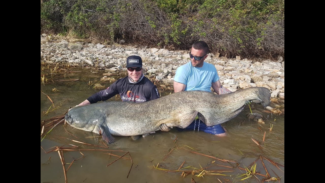 Wer fängt den 2 Meter Wels?Spinnfischen auf Großwels am Ebro Stausee ...