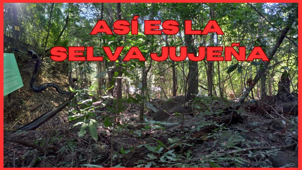 Nos fuimos a la Selva Jujeña. Como es la Yunga de Jujuy. Parque ...